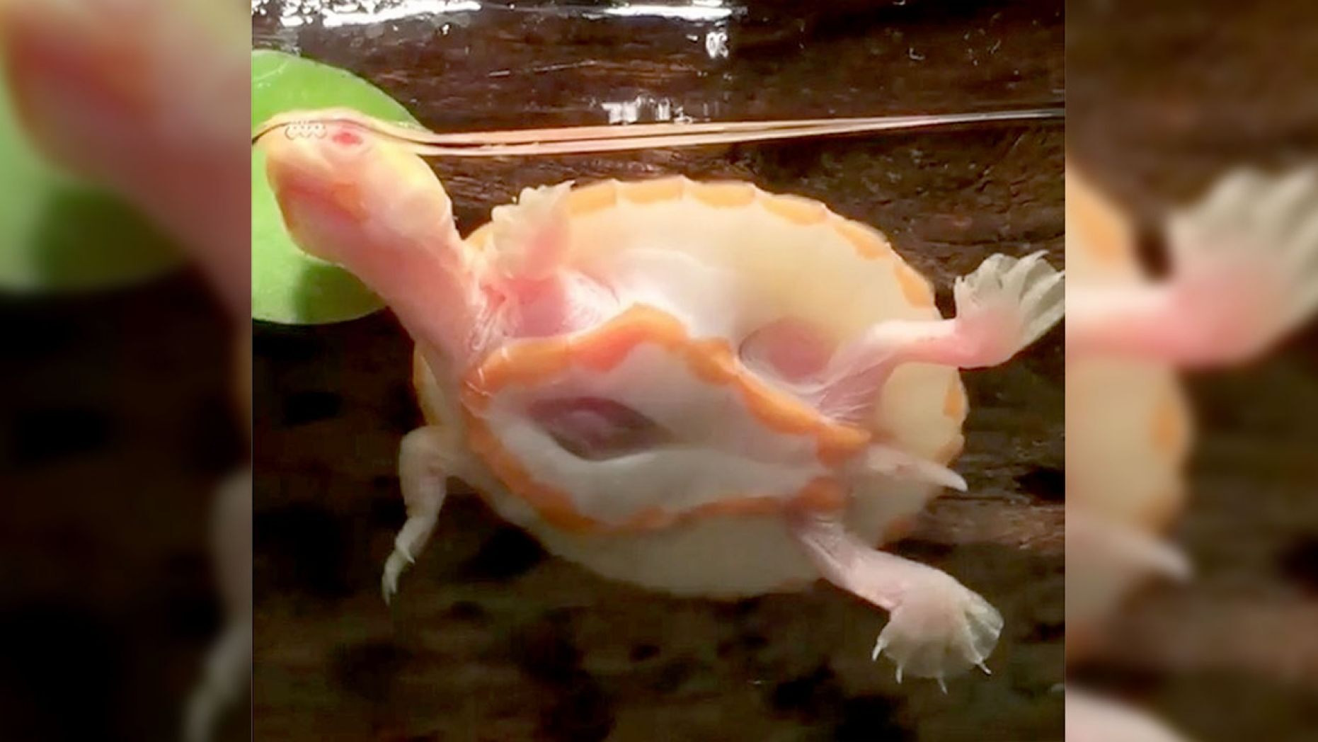 Turtle Born with Exposed Heart | Gadgetheory