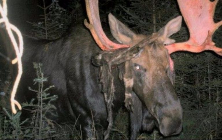 Incredible Photographs Captured By Real Trail Cams | Gadgetheory