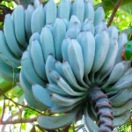 The Fascinating World of Blue Bananas, and Why Our Favorite Yellow Ones ...